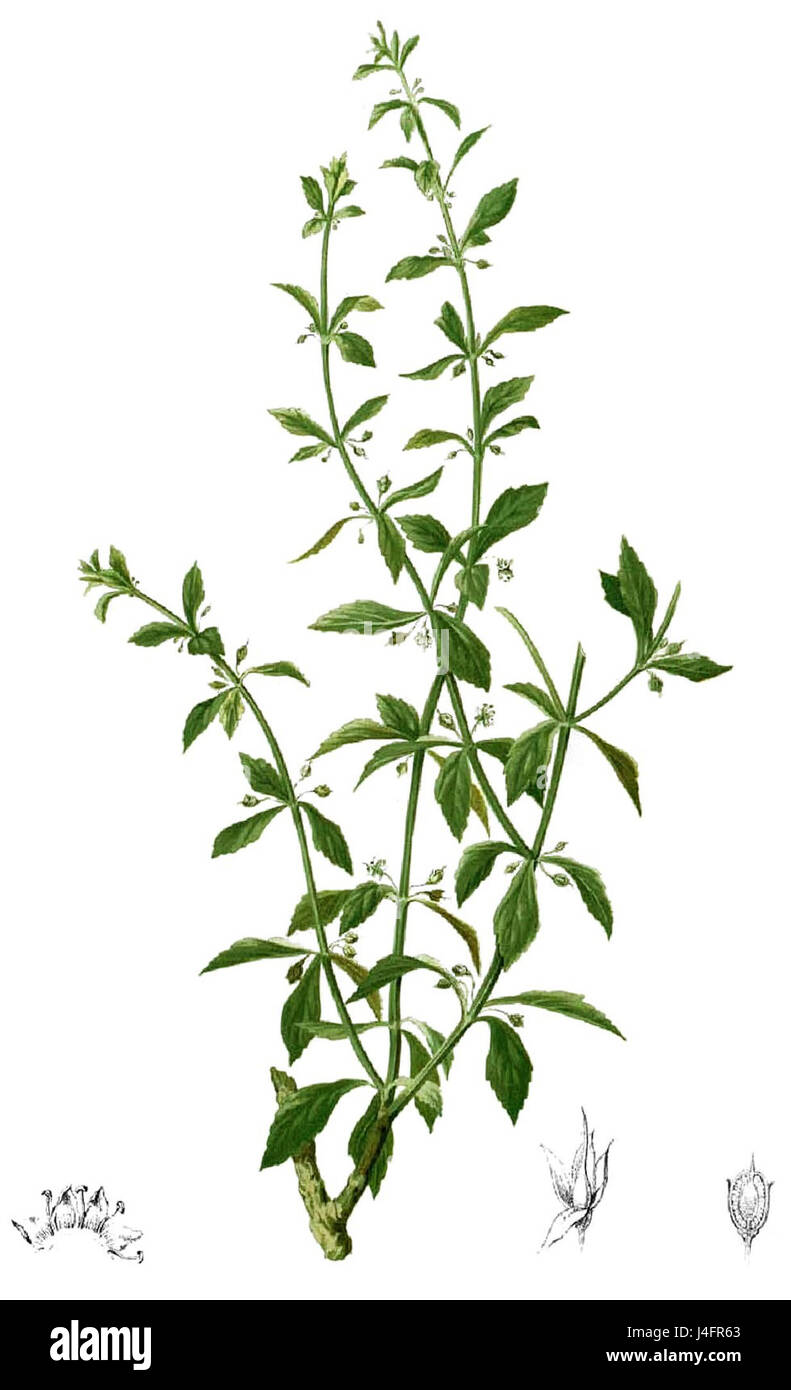 Scoparia dulcis Blanco1.19 cropped Stock Photo - Alamy