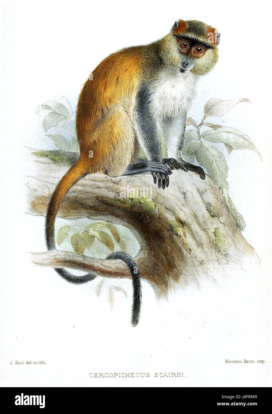 Cercopithecus genus hi-res stock photography and images - Alamy