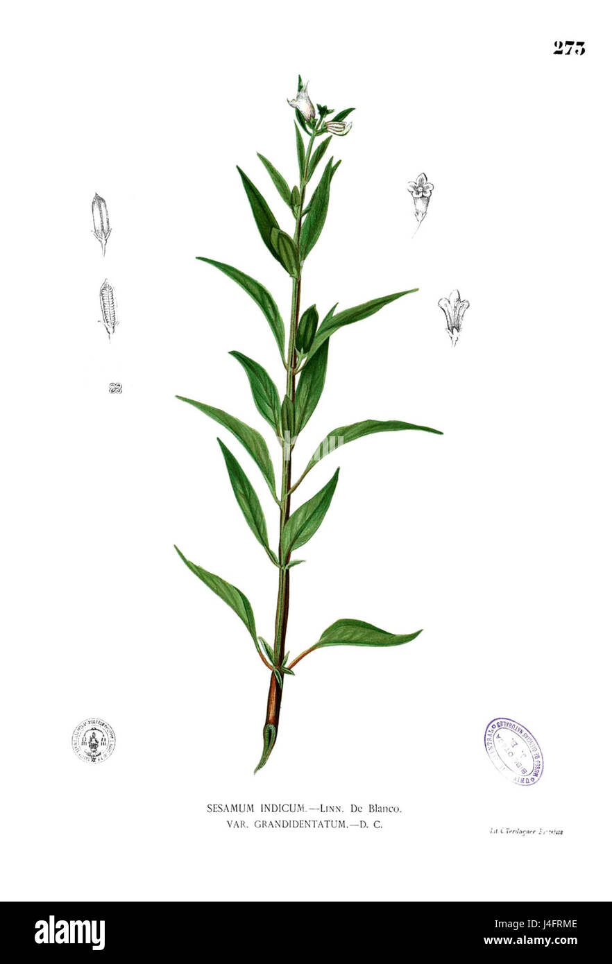 Sesamum indicum, commonly known as sesame, is a widely cultivated plant ...