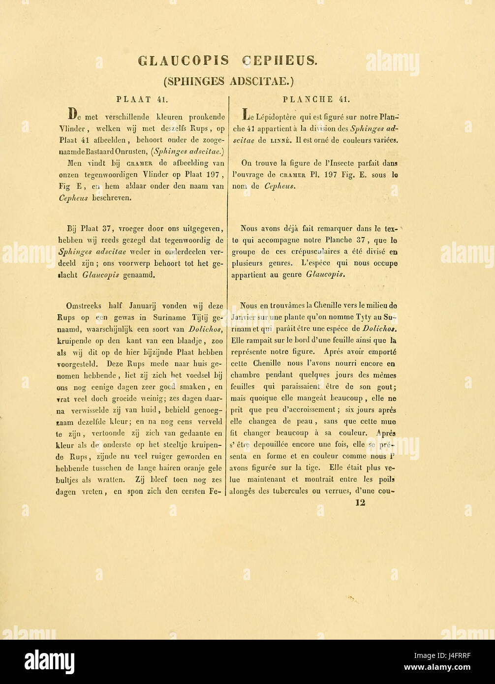 This illustration from a work on Surinam butterflies depicts the ...