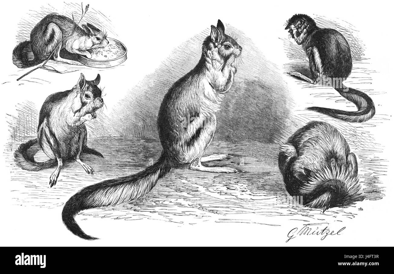 Spring form Black and White Stock Photos & Images - Alamy