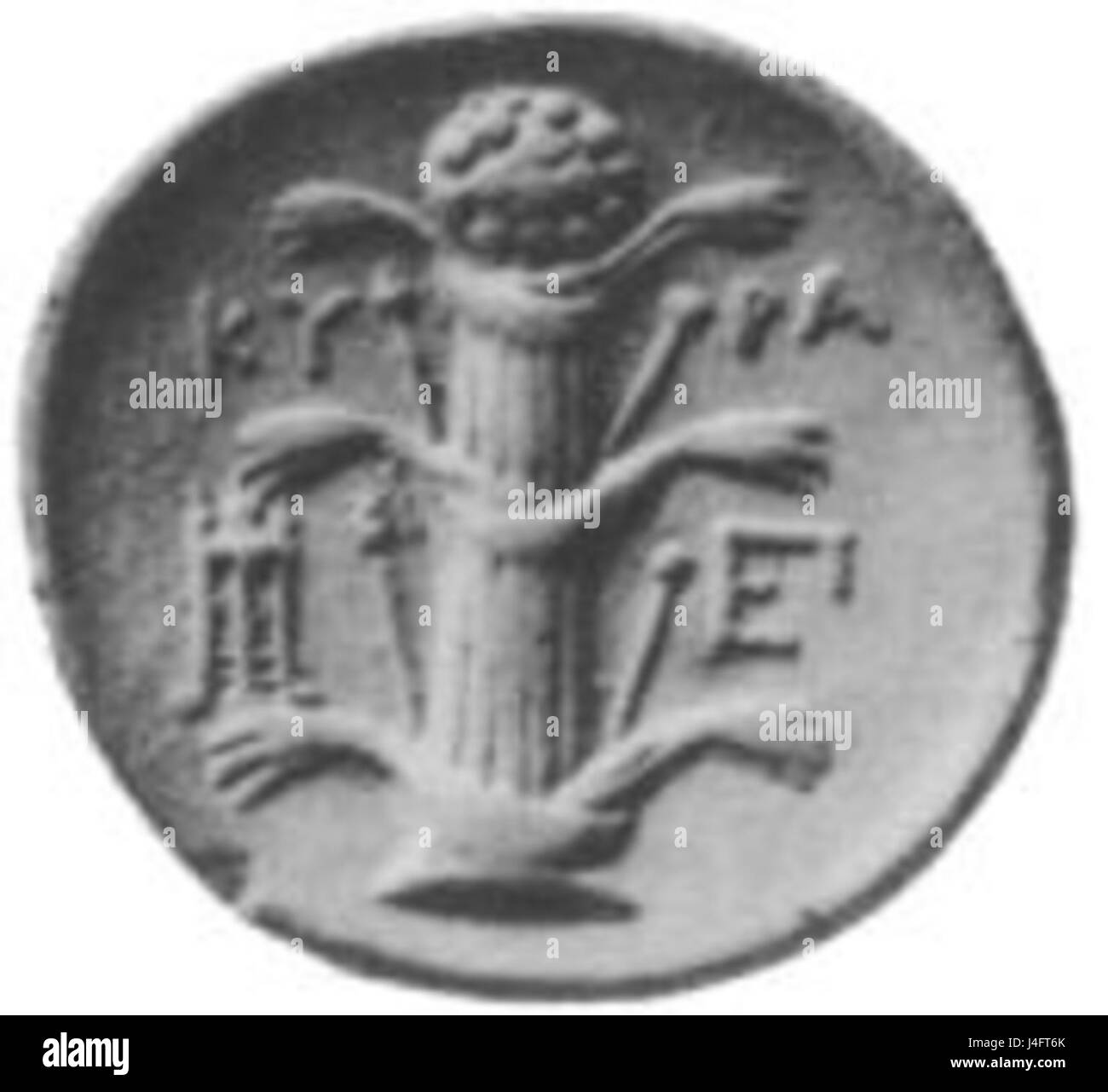Silphium was an ancient plant used for medicinal and culinary purposes ...