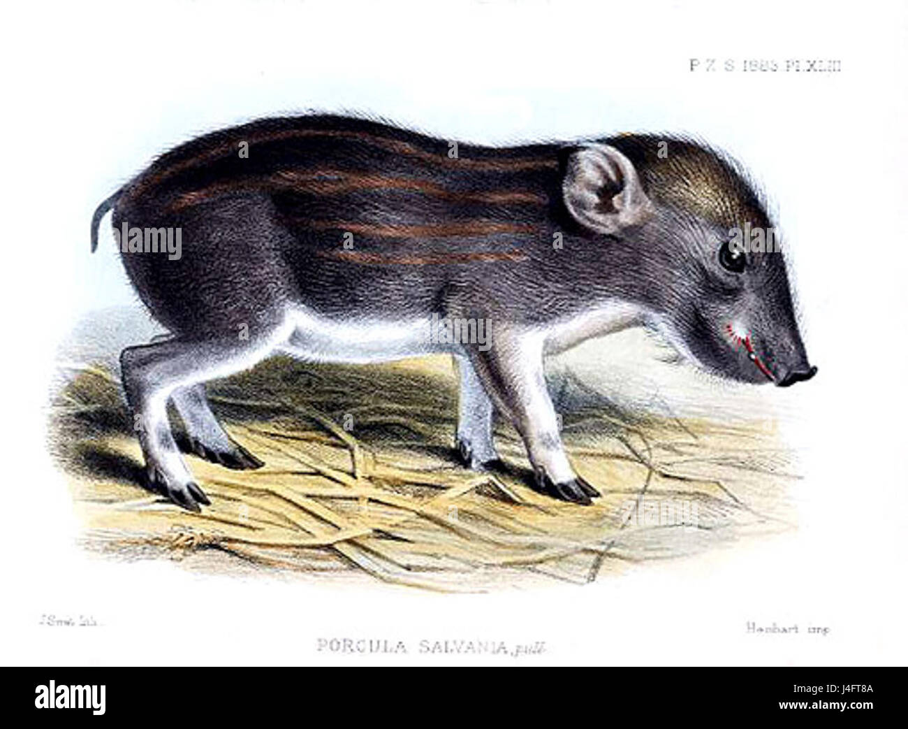 Porcula salvania hi-res stock photography and images - Alamy