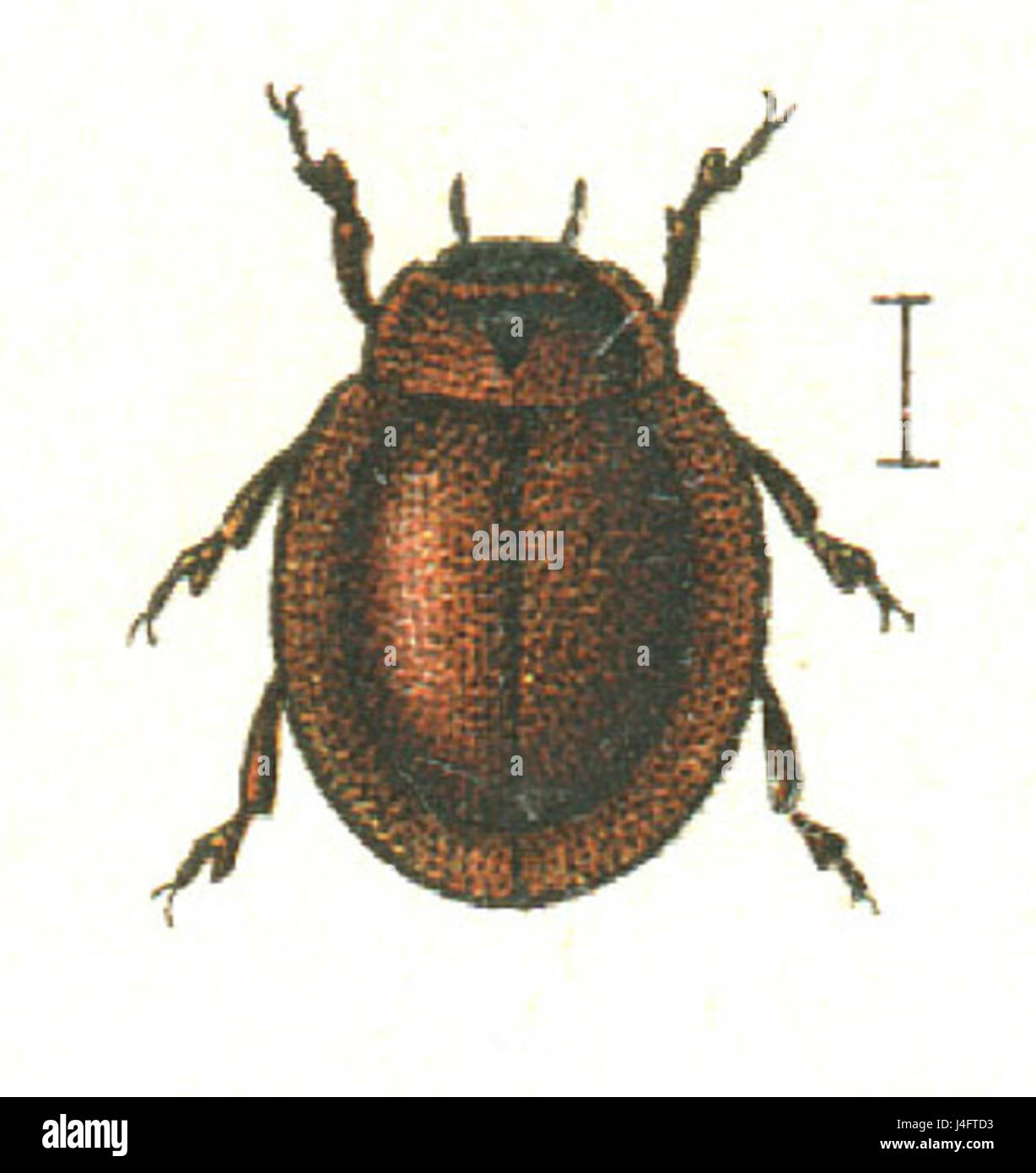 A detailed image of the 24-spot ladybird (*Subcoccinella ...