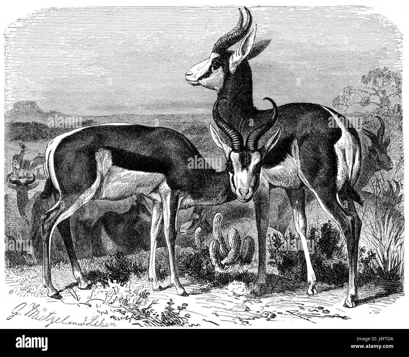 Springbock Black and White Stock Photos & Images - Alamy
