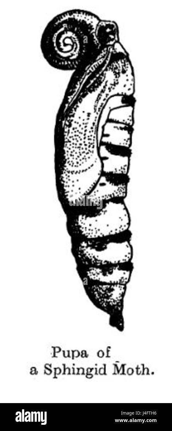 Pupa in cocoon Black and White Stock Photos & Images - Alamy