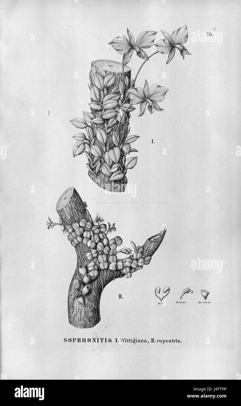 Sophronitis wittigiana Constantia rupestris (as Sophronitis rupestris ...