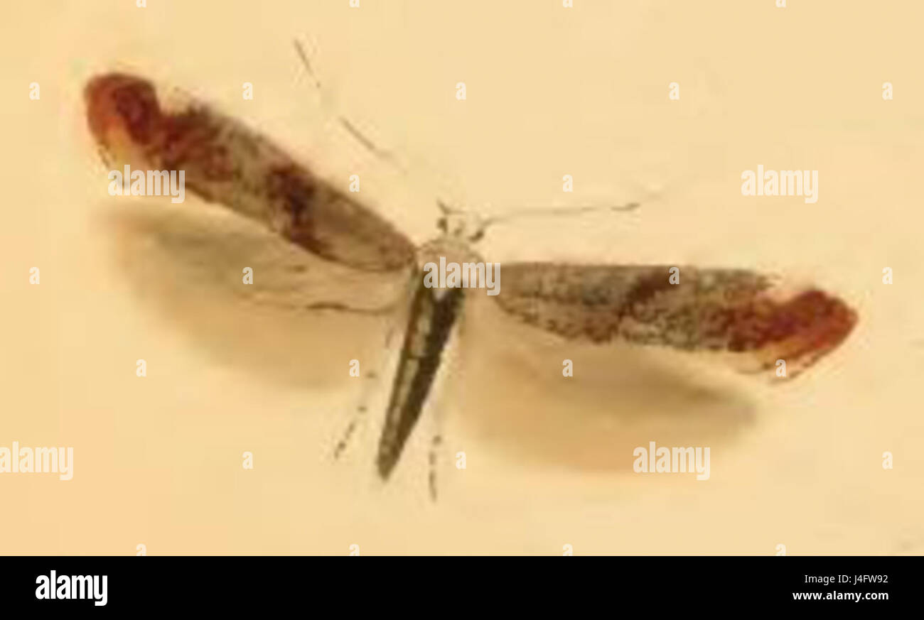 Swammerdamia pyrella ill Stock Photo - Alamy
