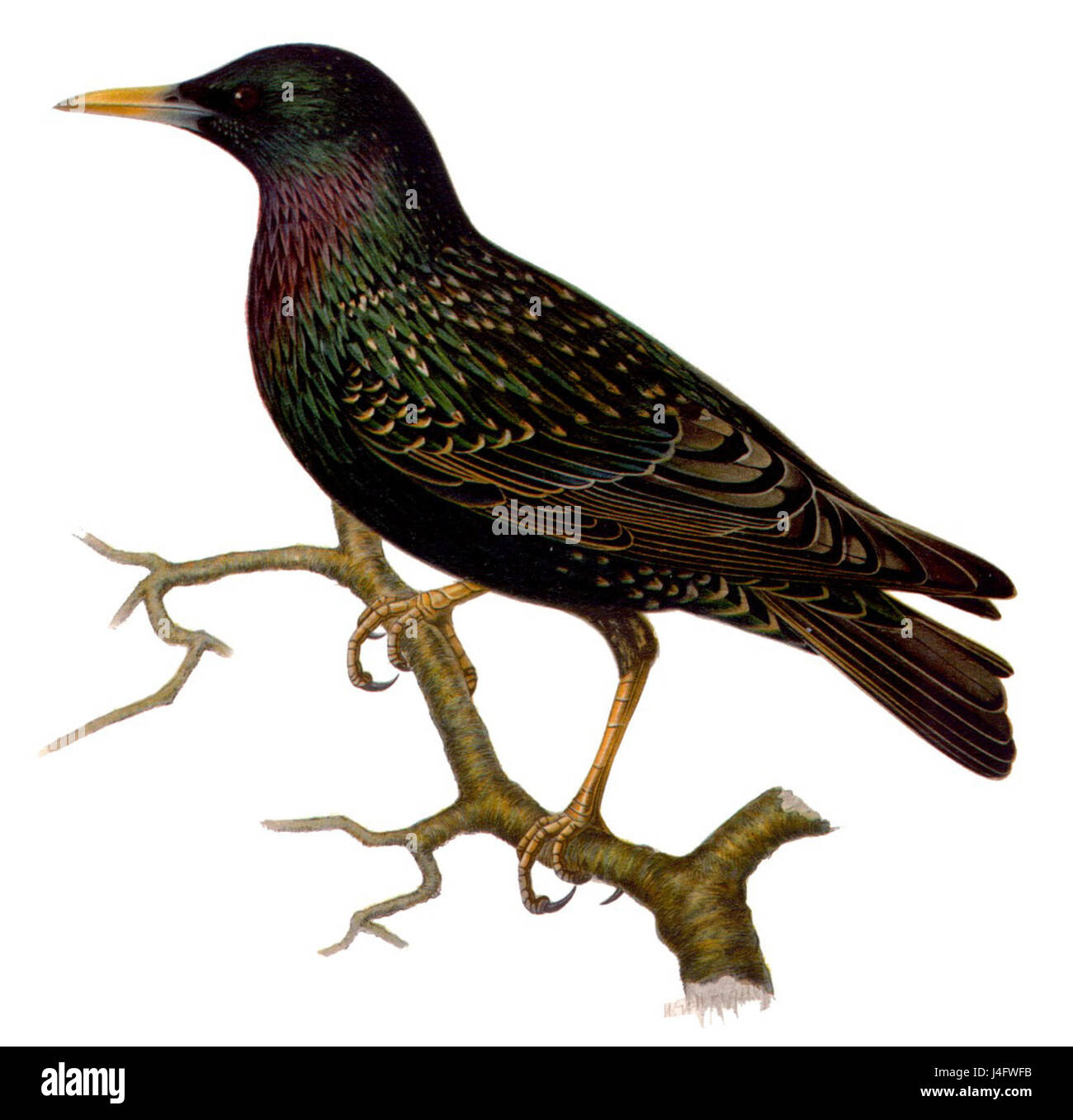 Sturnus vulgaris, commonly known as the European starling, is a species ...