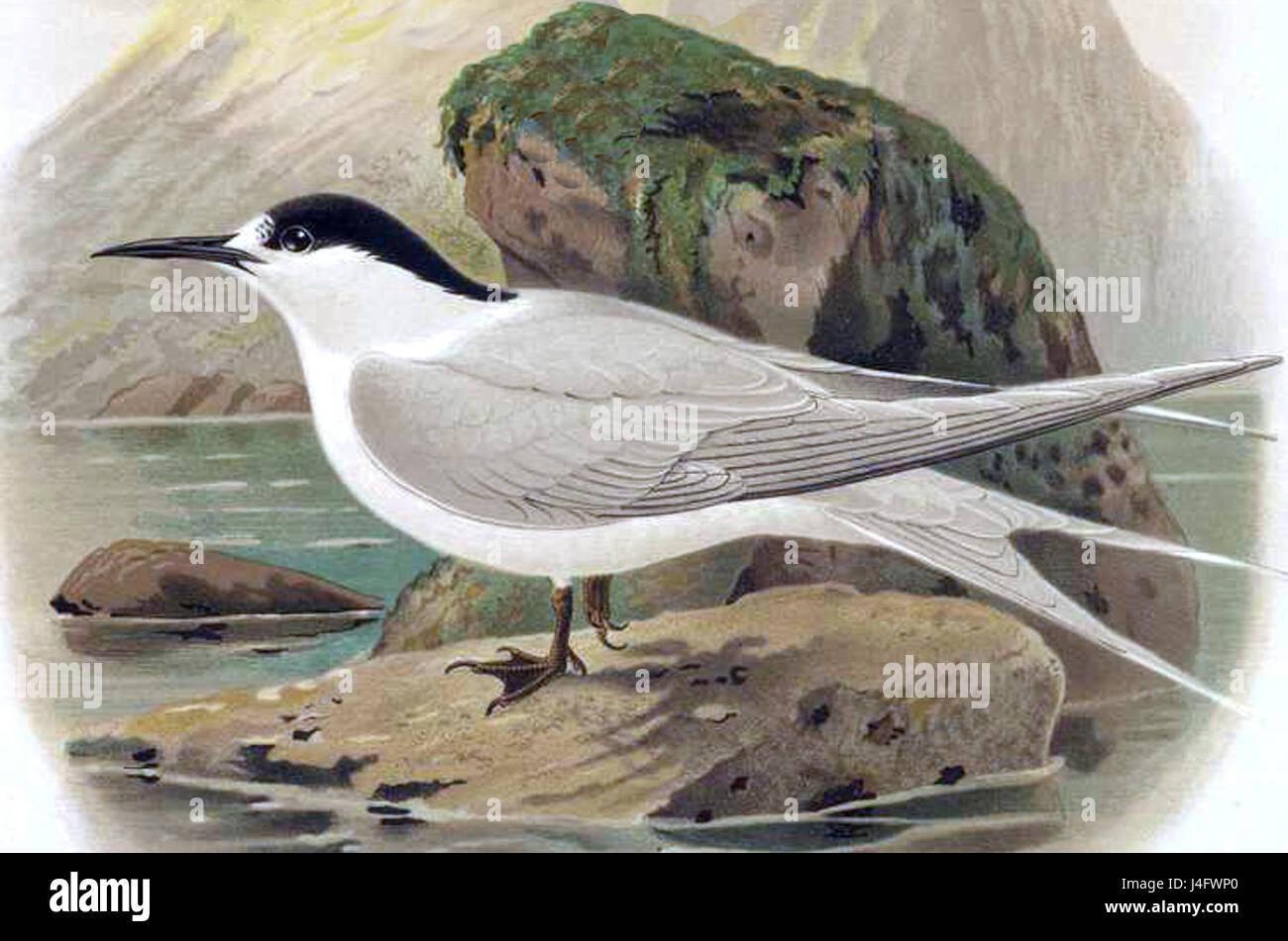 Sterna striata, also known as the common tern, is a species of seabird ...