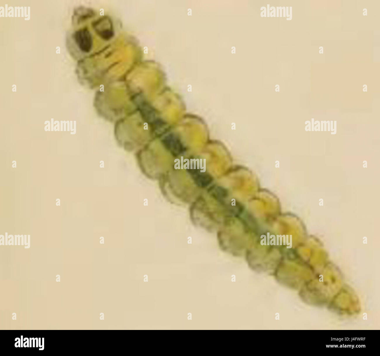 Stigmella tiliae larva Stock Photo - Alamy