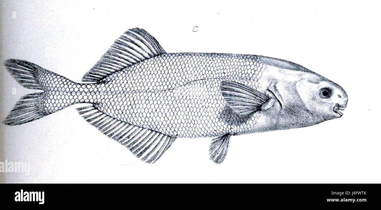 Walkeri hi-res stock photography and images - Alamy