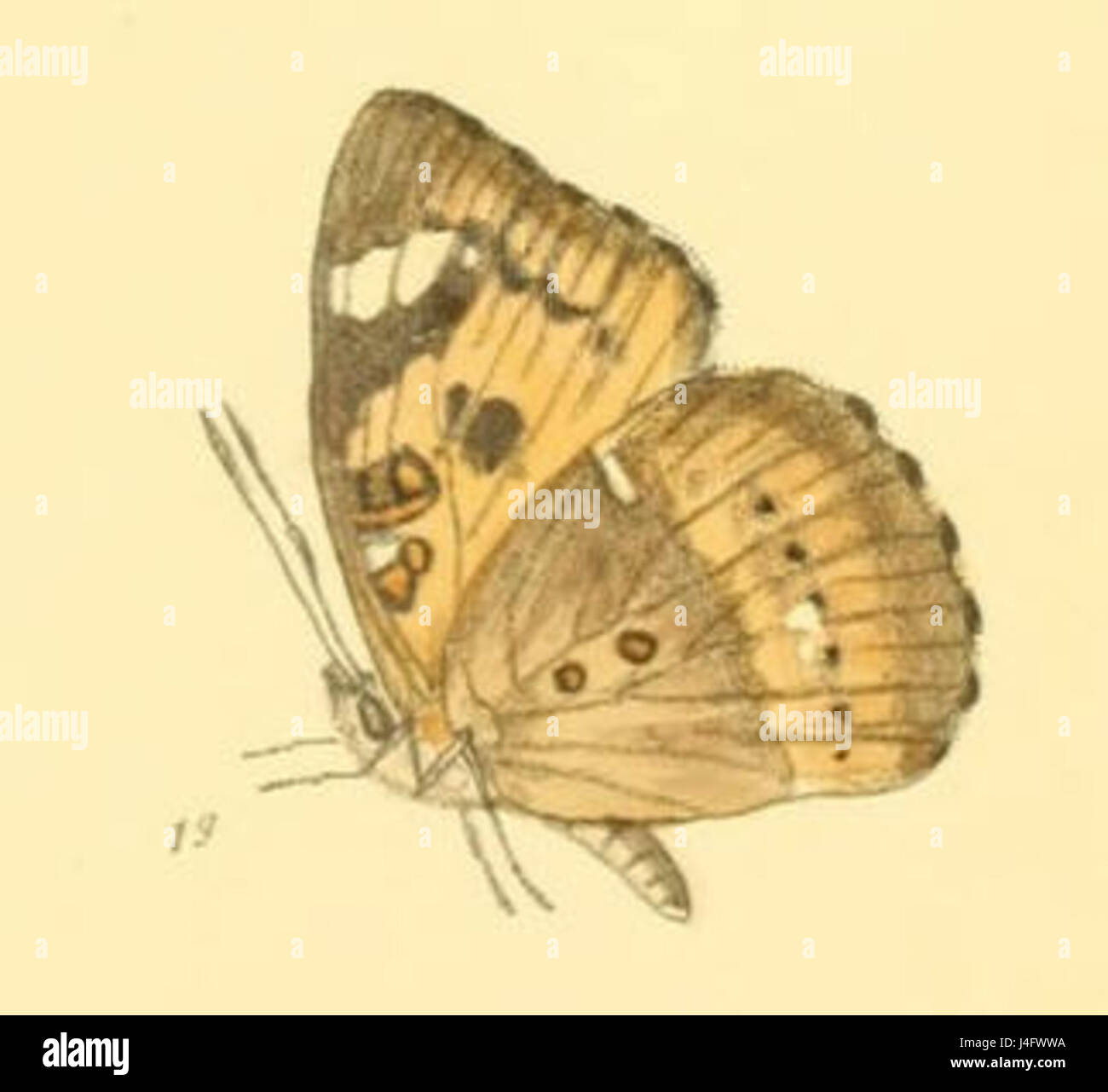 Symphaedra Nais 209 1g is a species of aquatic insect, known for its ...