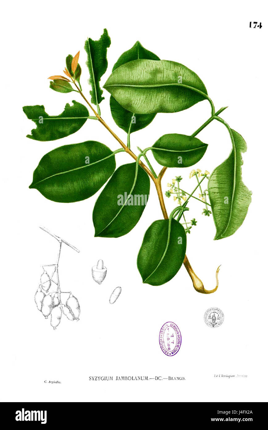 Biodiversity in java Cut Out Stock Images & Pictures - Alamy