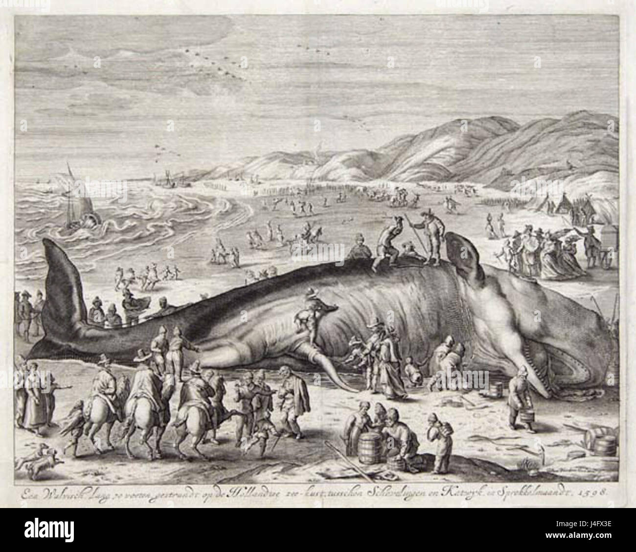 Stranded whale hi-res stock photography and images - Alamy