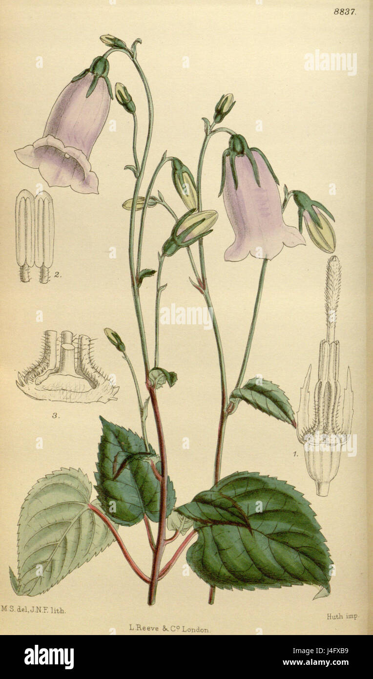 Symphyandra hi-res stock photography and images - Alamy