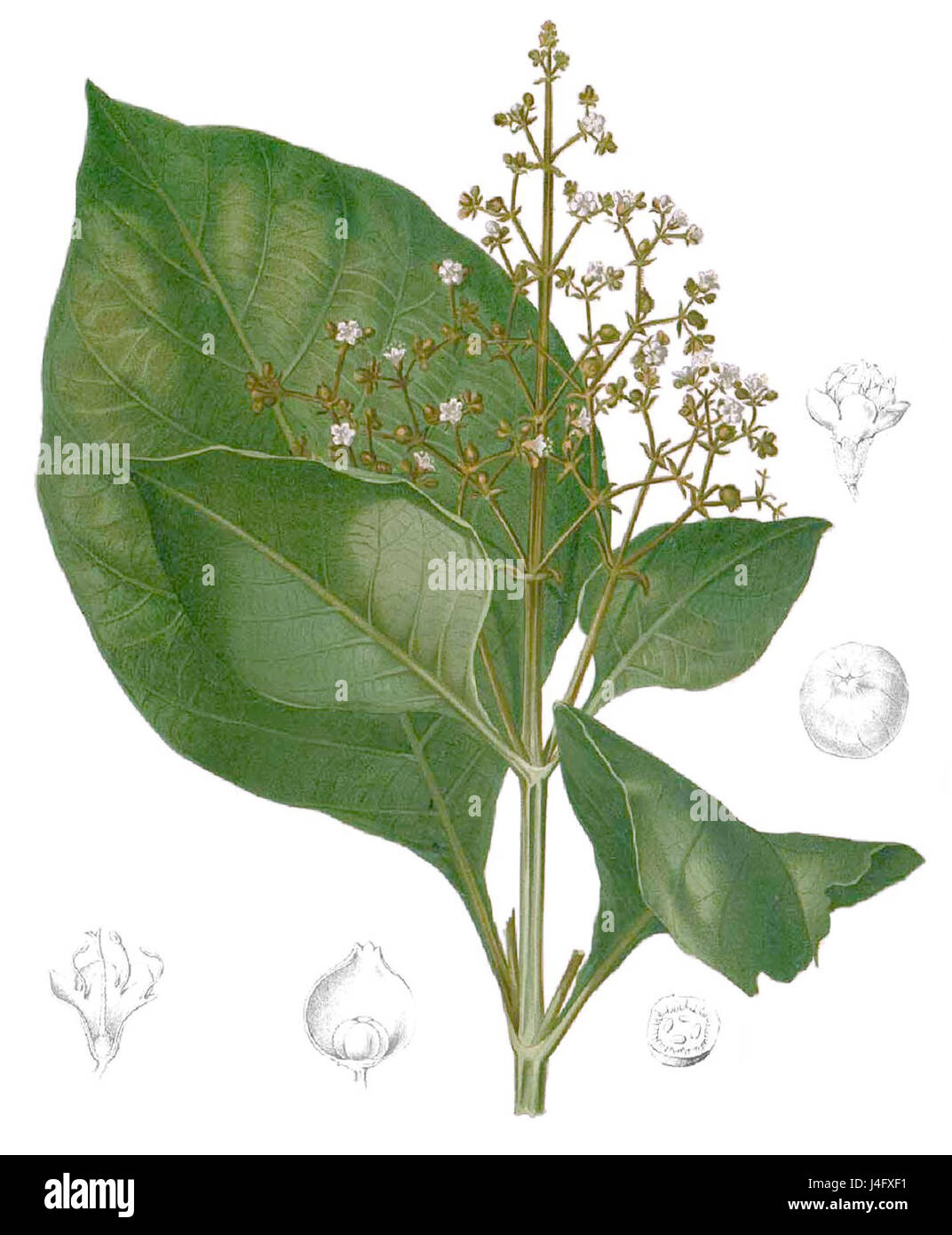 Hardwood species Cut Out Stock Images & Pictures - Alamy