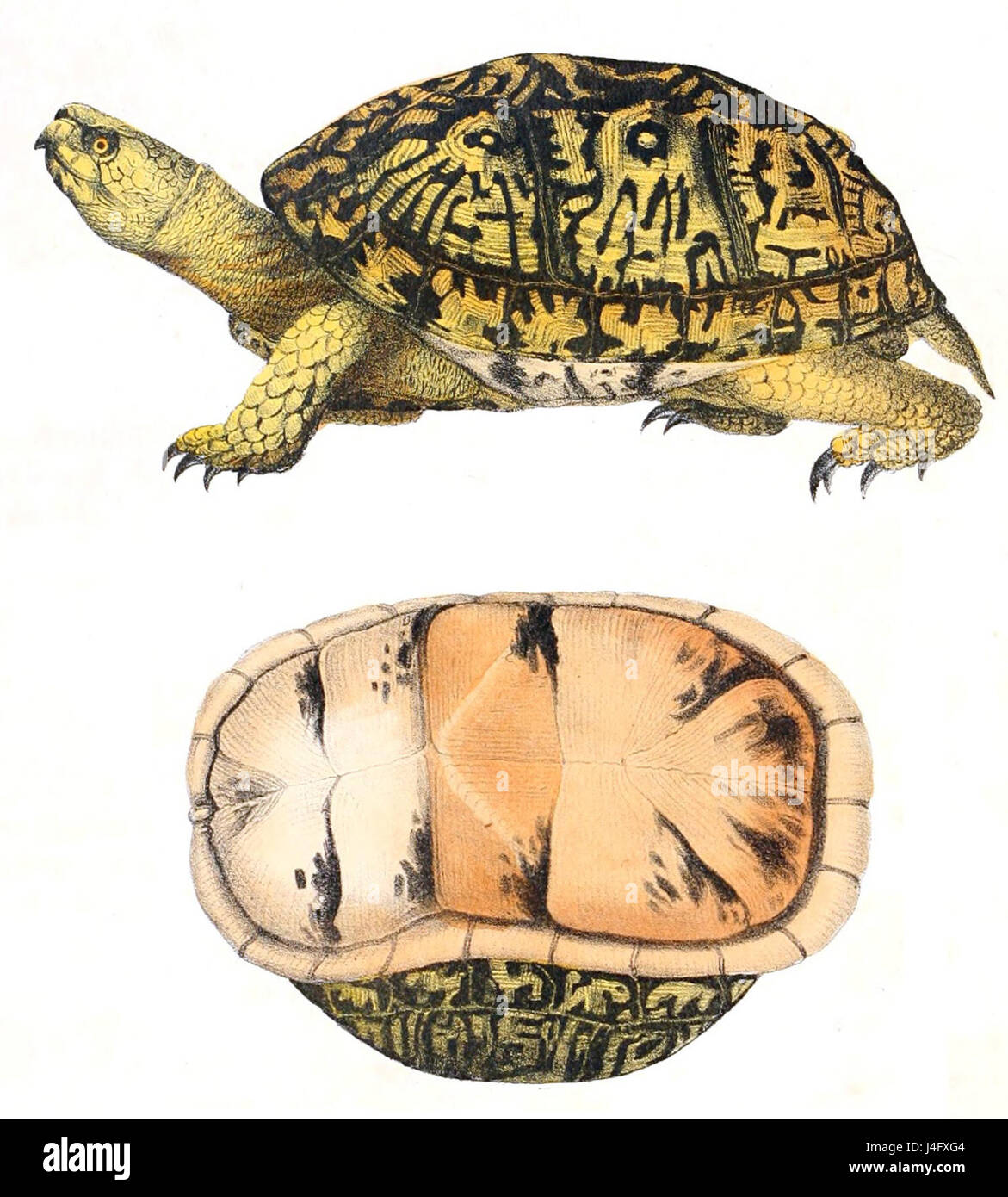 Terrapene carolina, also known as the Eastern box turtle, is a species ...