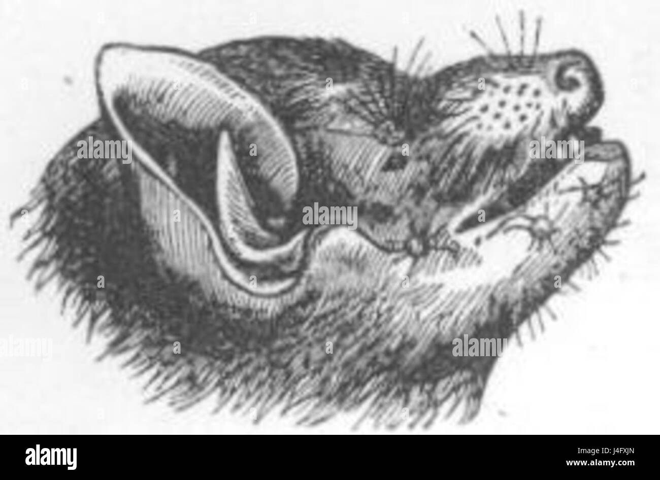 Scotophilus temminckii ras Stock Photo - Alamy