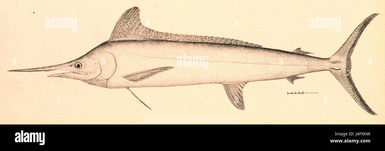 Tetrapturus hi-res stock photography and images - Alamy