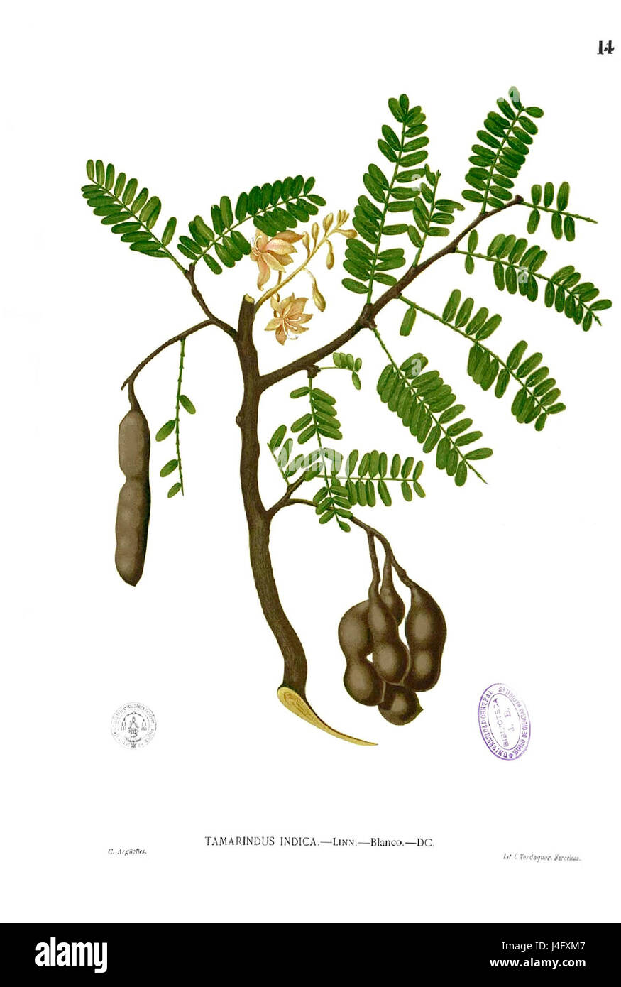 Tamarindus indica, commonly known as the tamarind tree, is native to ...
