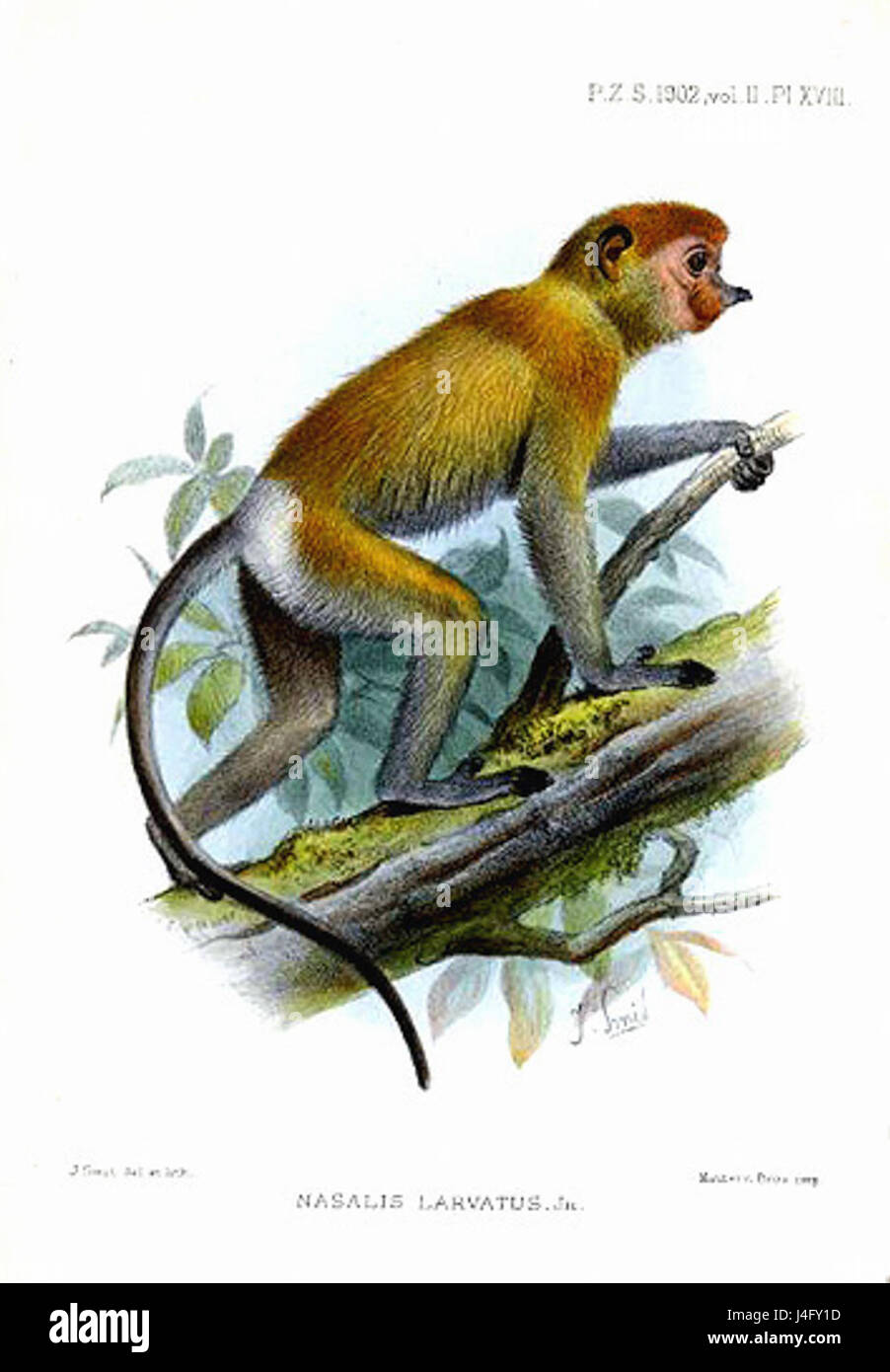 Nasalis larvatus, also known as the proboscis monkey, is a species of ...