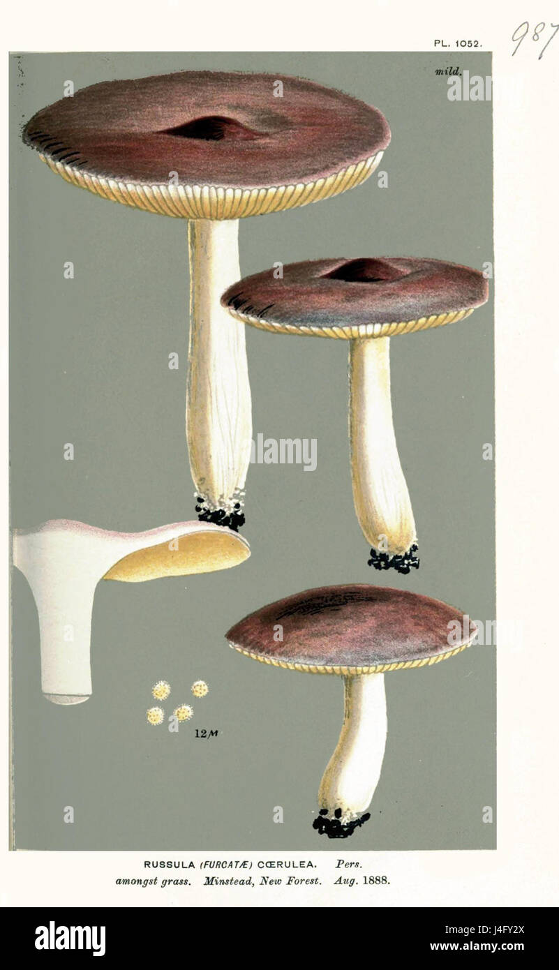 Russula coerulea, commonly known as the blue russula, is a species of ...