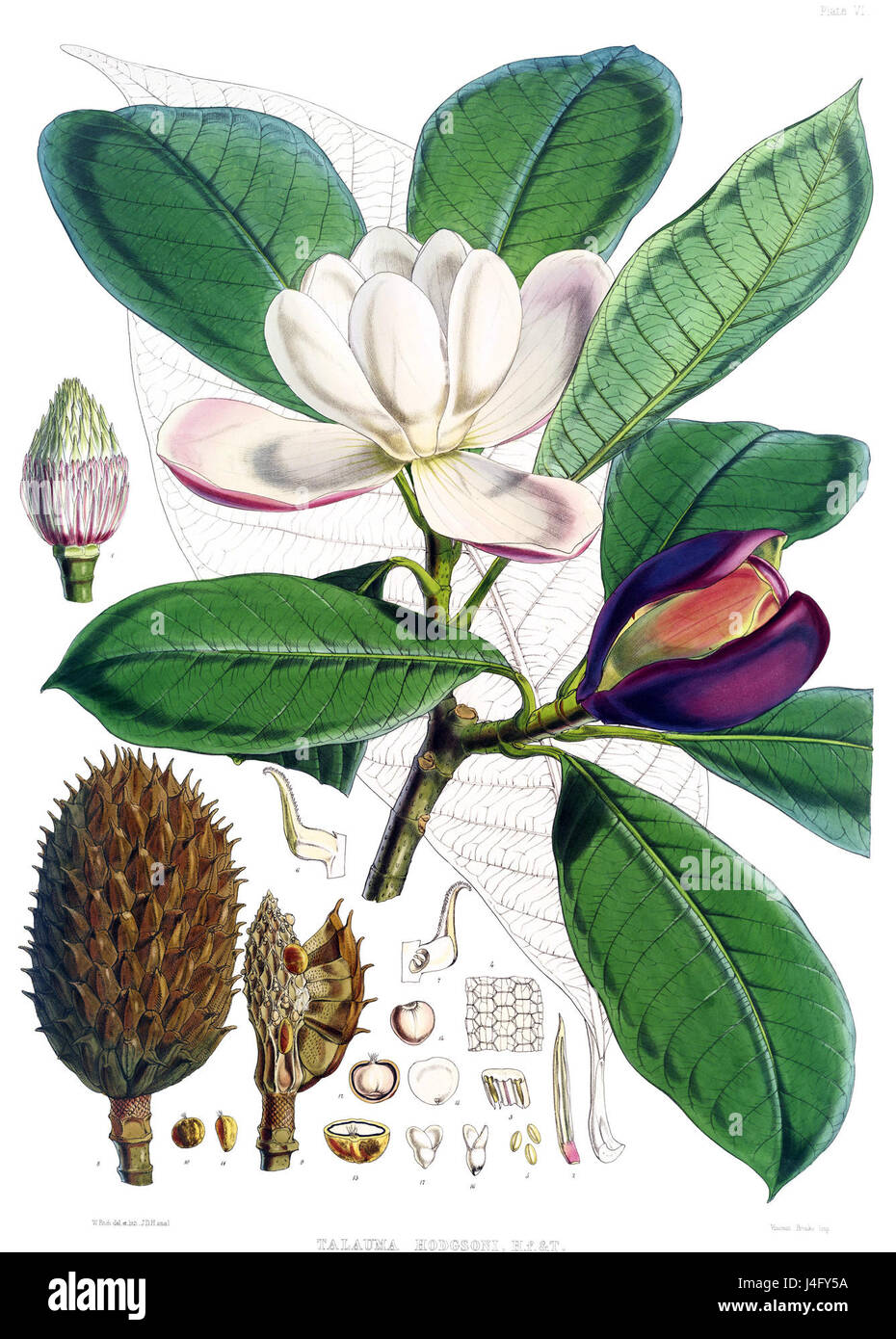 Talauma hi-res stock photography and images - Alamy