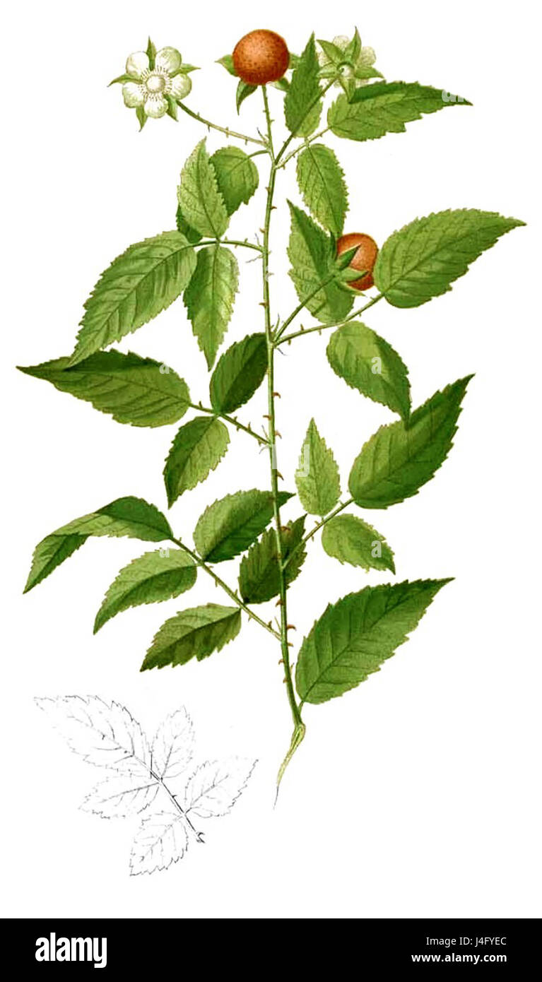 Rubus acuminatissimus Blanco2.416 cropped Stock Photo - Alamy