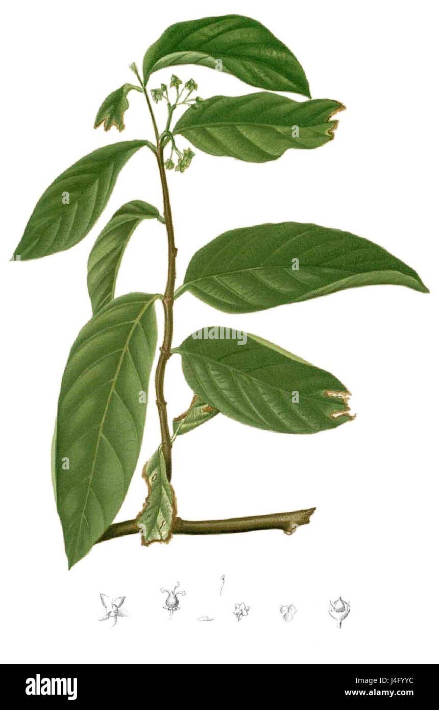 Detailed scientific illustration shows Cut Out Stock Images & Pictures ...