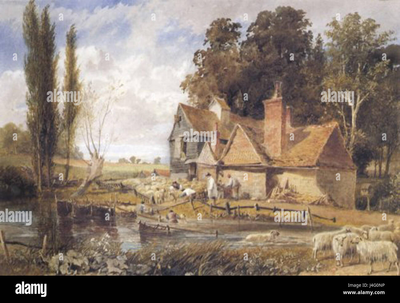 Sheep washing hi-res stock photography and images - Alamy