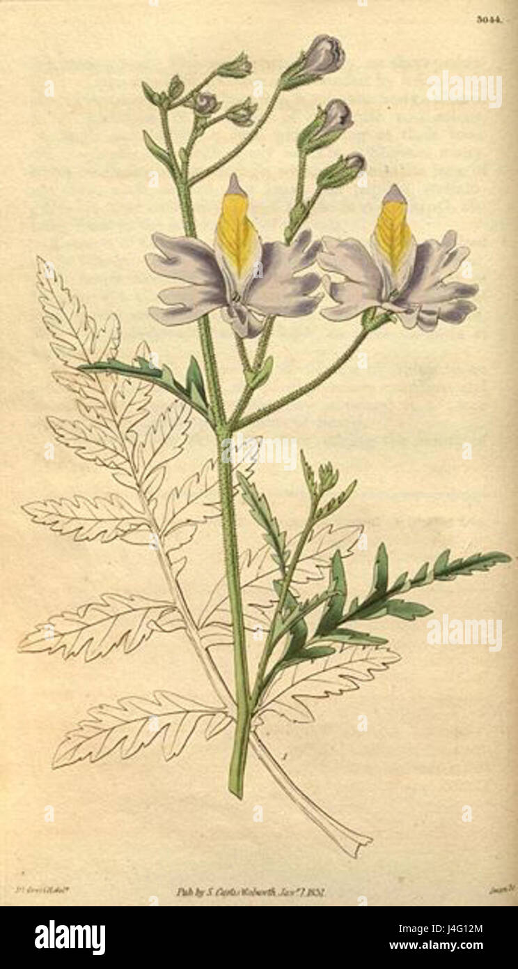 Schizanthus grahamii, commonly known as Graham's orchid, is a species ...