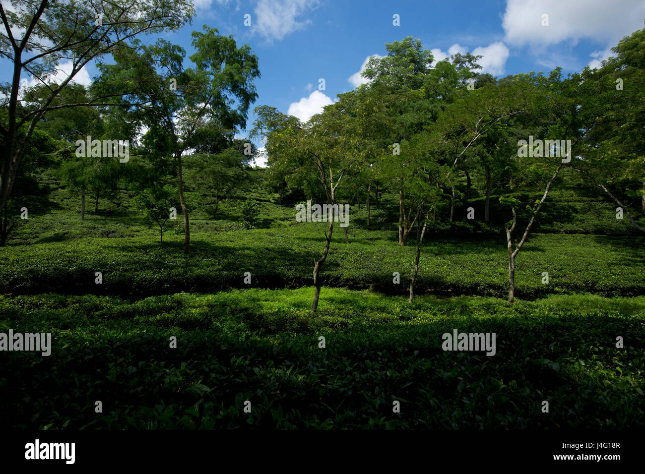 A tea garden of bangladesh hi-res stock photography and images - Alamy
