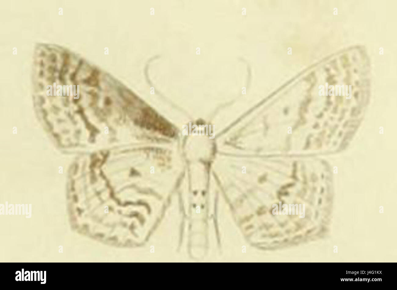 Scientific illustration of Scopula corrivalaria, a species of moth in ...