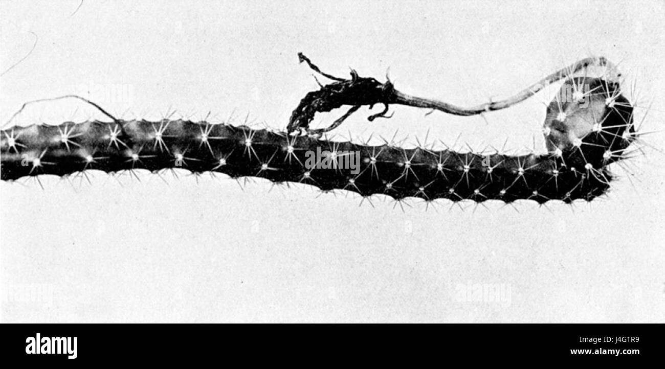 (flower or flowers) and (bat or bats) Black and White Stock Photos ...