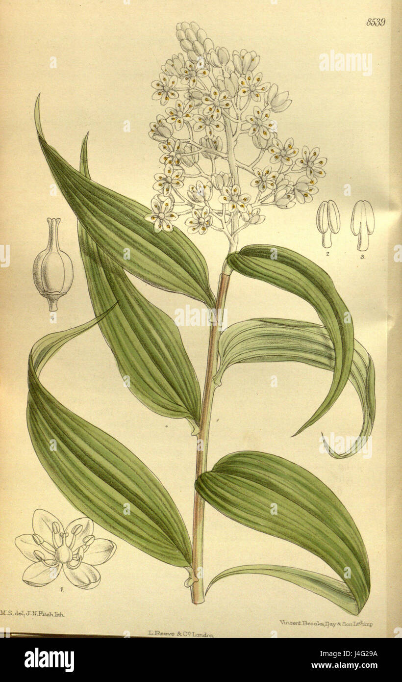 This image features Smilacina paniculata, a plant species known for its ...