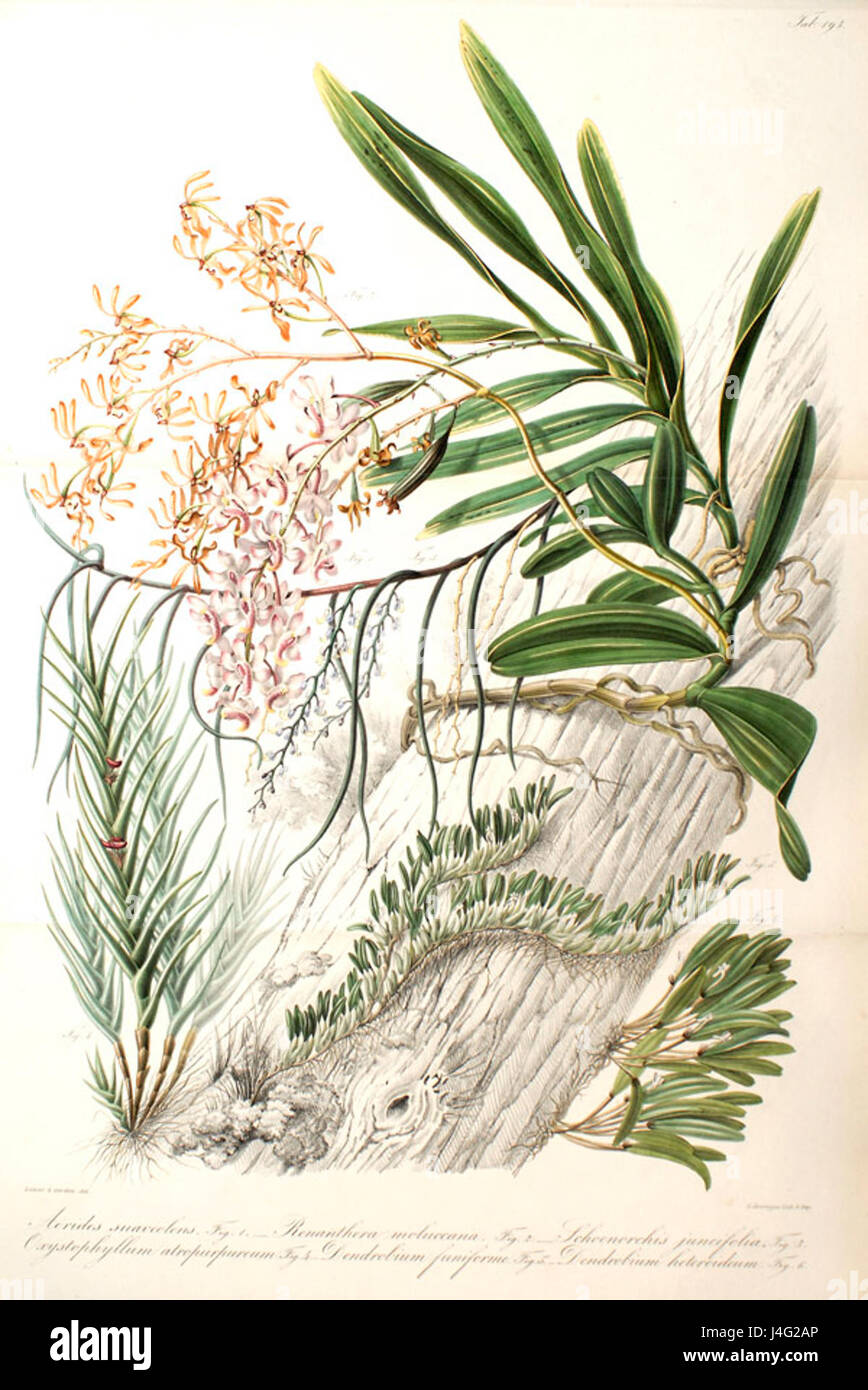 Schoenorchis juncifolia is a species of orchid native to Asia, known ...