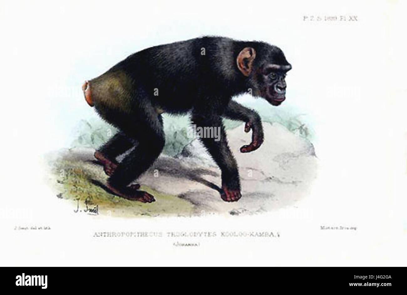 Smit.anthropopithecus troglodytes kooloo kamba Stock Photo - Alamy