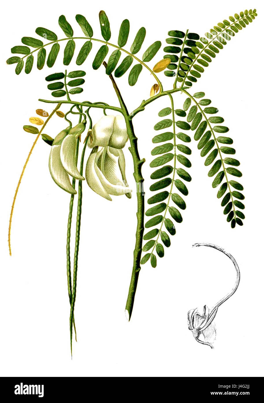 Sesbania grandiflora, commonly known as the agati, is a flowering plant ...