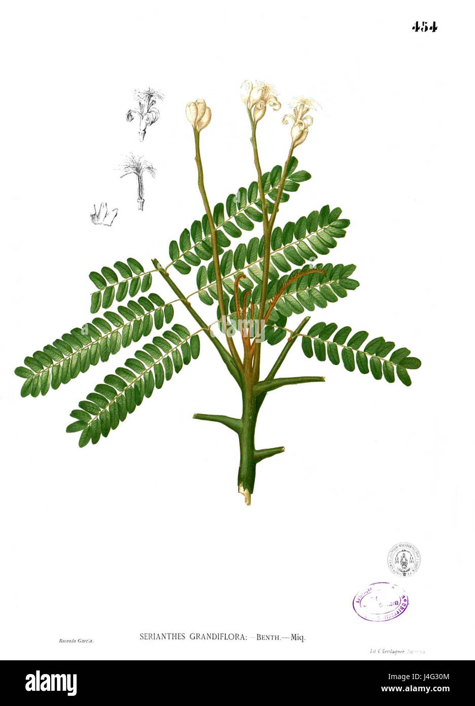 Country flora Cut Out Stock Images & Pictures - Alamy