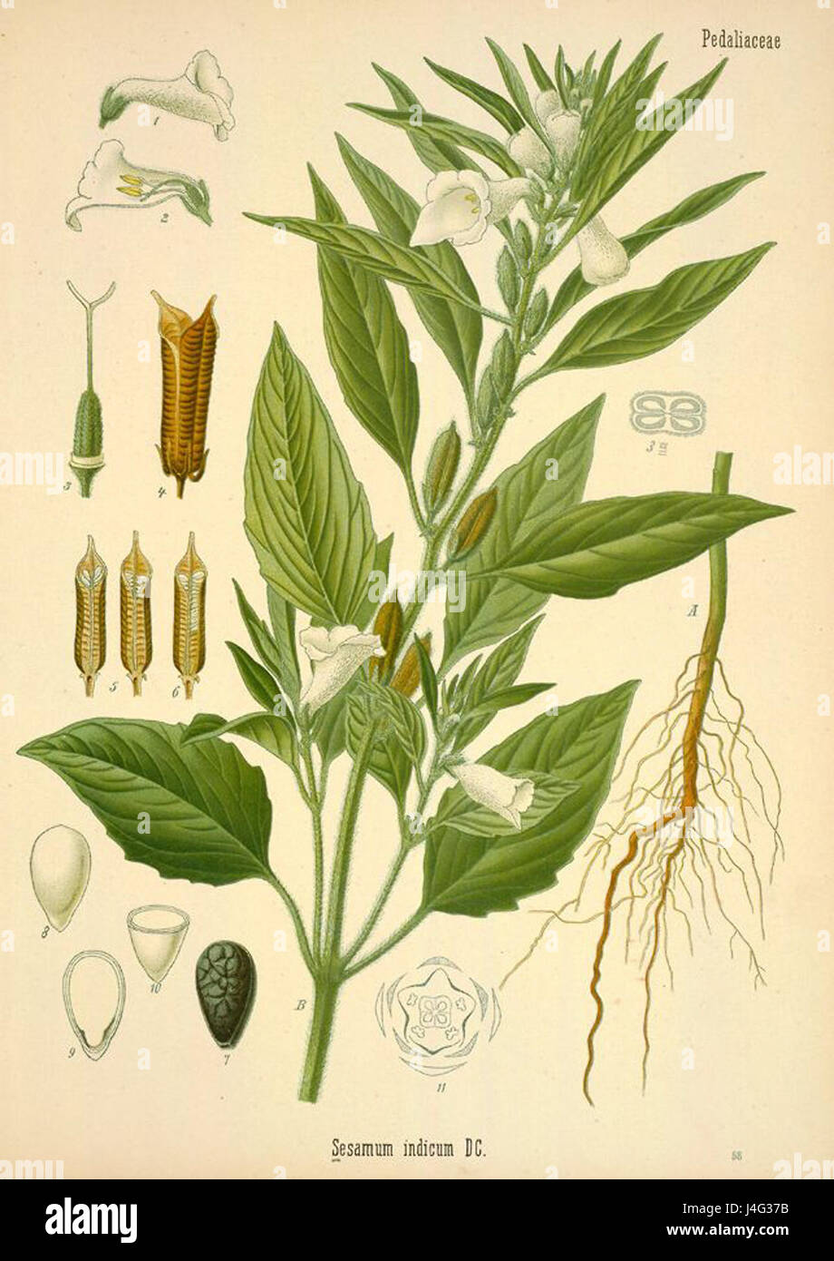 A botanical illustration of Sesamum indicum, commonly known as sesame ...