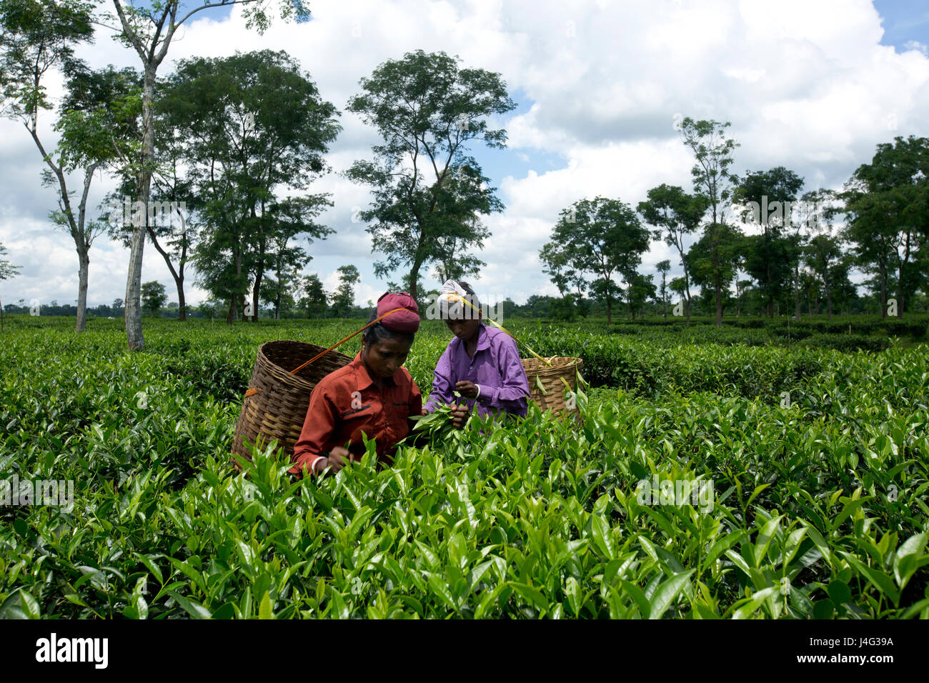 Female labor workers harvesting tea hi-res stock photography and images ...