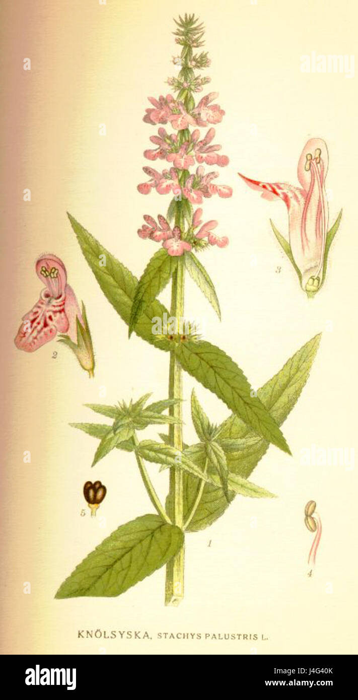 Plant species stachys palustris hi-res stock photography and images - Alamy