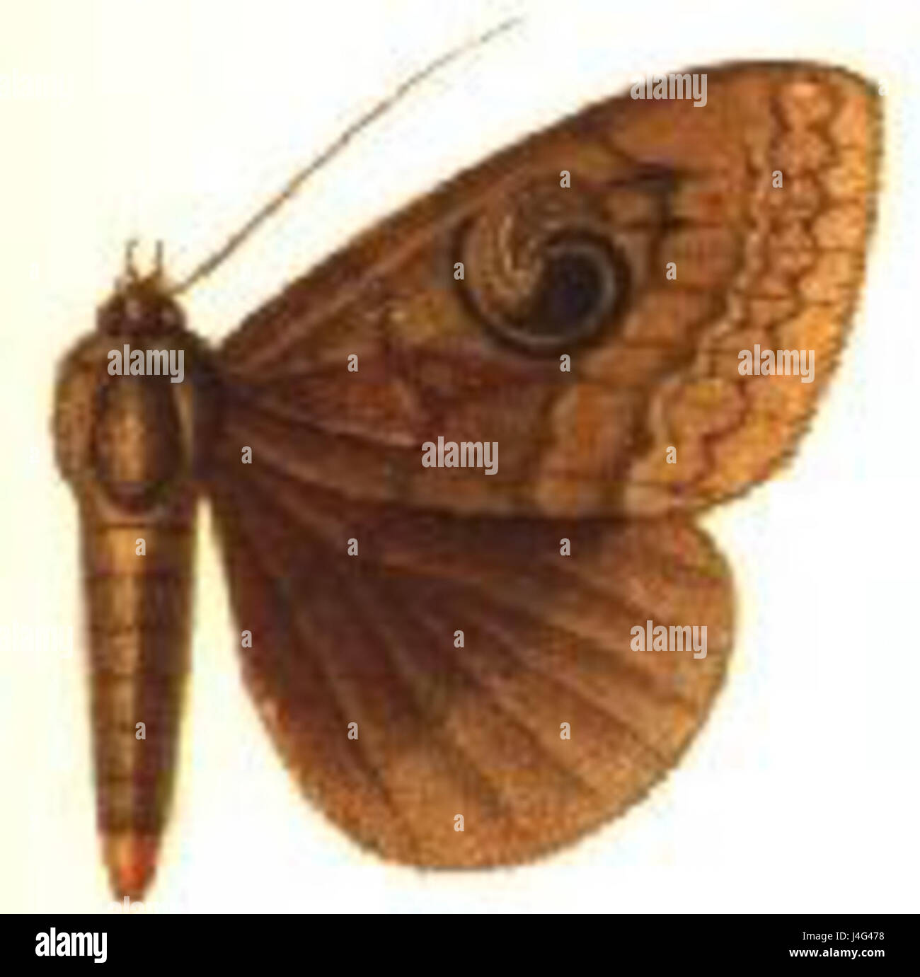 Sumbana hi-res stock photography and images - Alamy