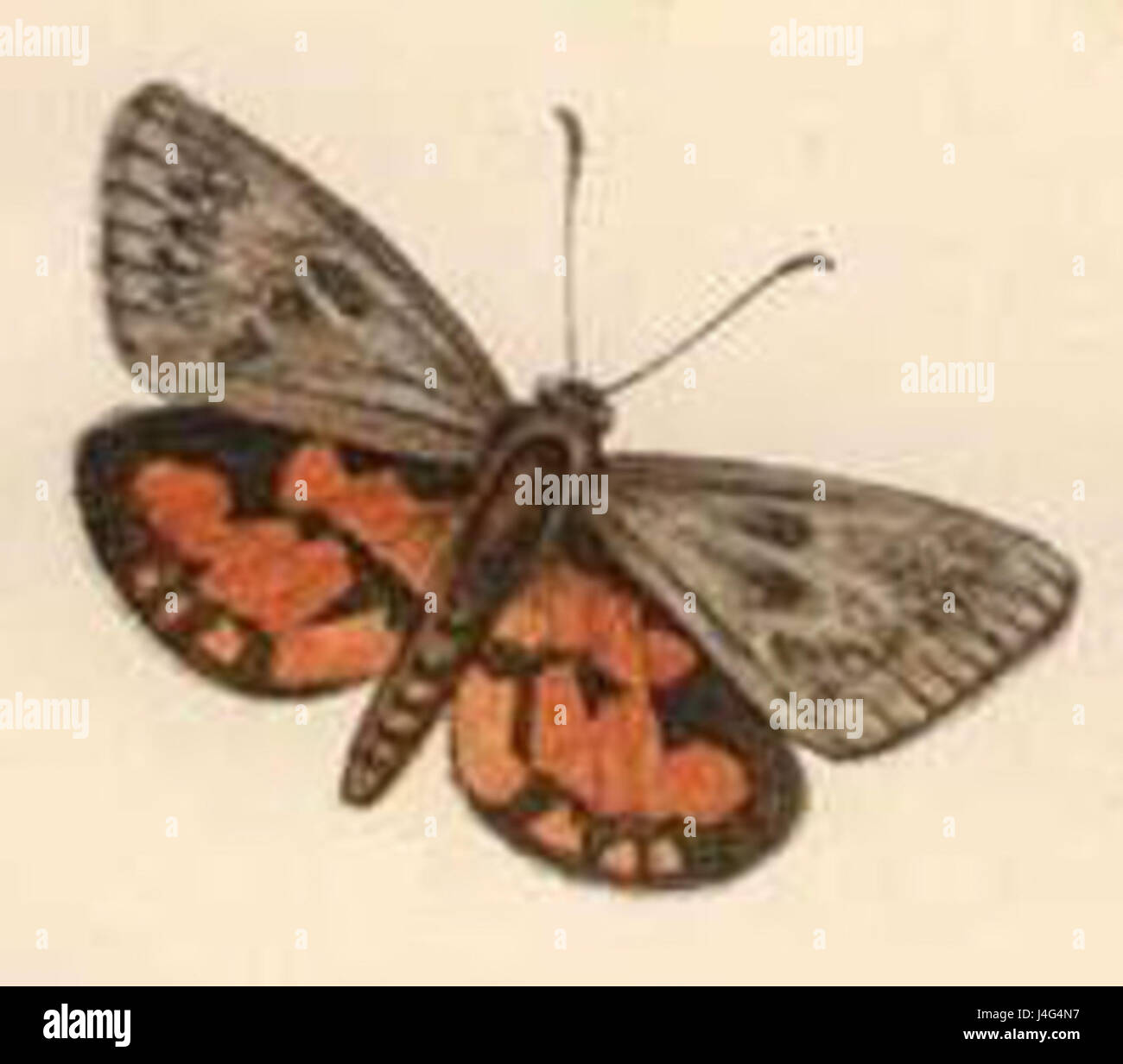 Synemon catocaloides hi-res stock photography and images - Alamy