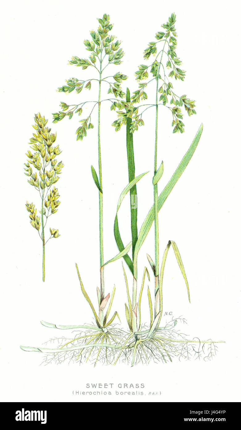 Sweet grass map hi-res stock photography and images - Alamy