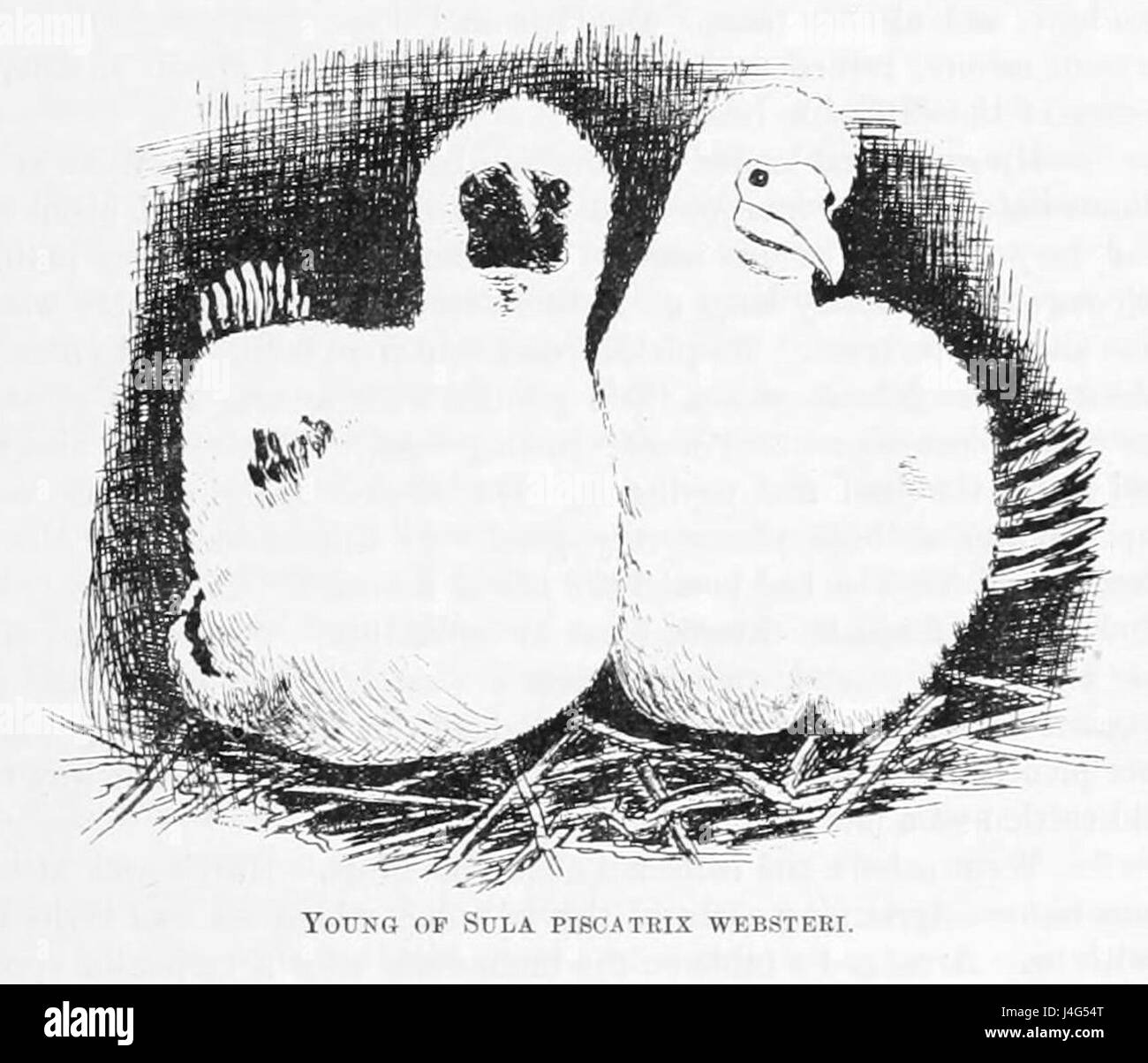 Sula map hi-res stock photography and images - Alamy