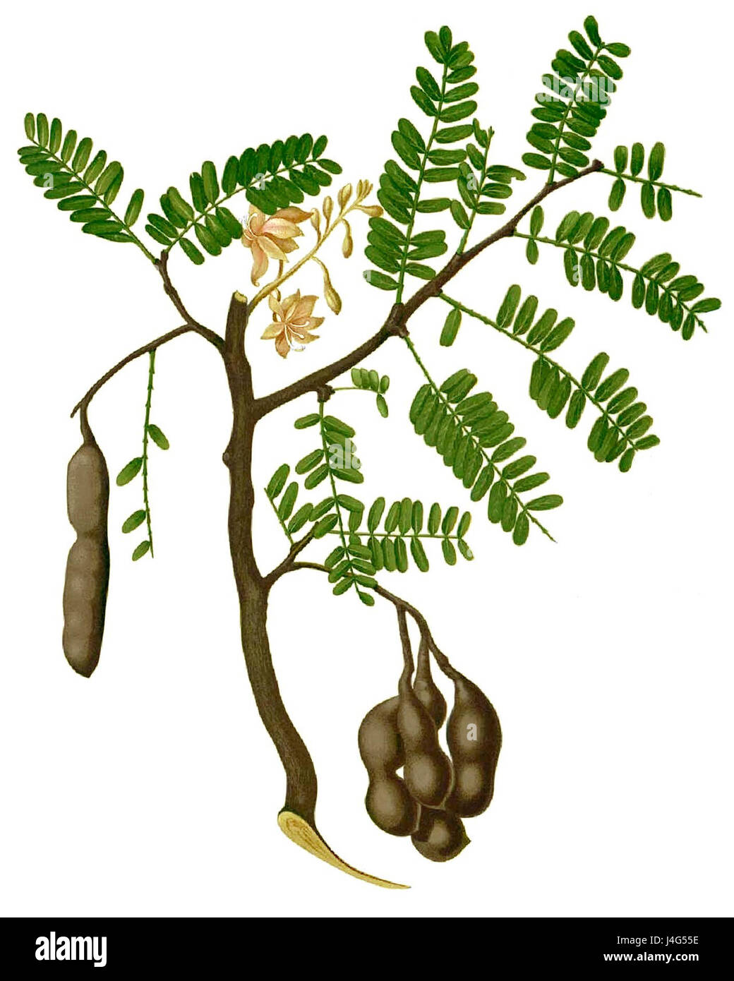 Tamarind plant hi-res stock photography and images - Alamy
