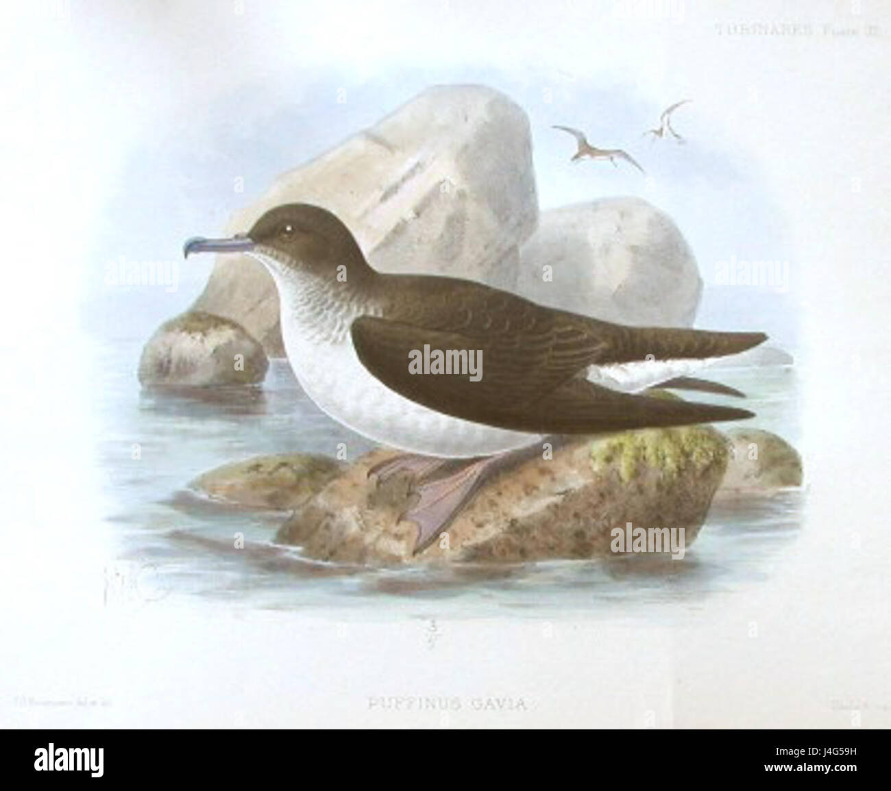 Animal migration patterns hi-res stock photography and images - Alamy