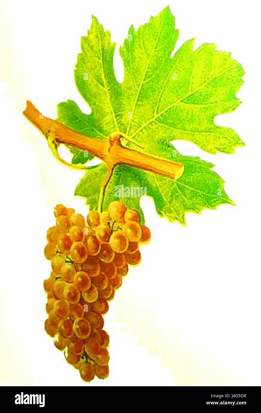 White grape marsanne hi-res stock photography and images - Alamy